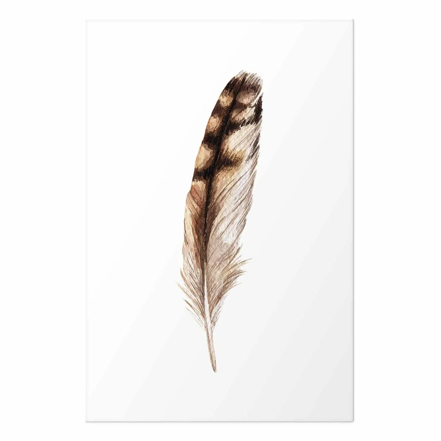 Feder Hintergrund Aufkleber Feder Eines Vogels Auf Weißem Hintergrund
